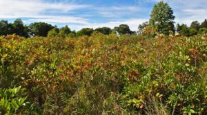 POISON SUMAC: a Helpful Illustrated Guide | CleverHomestead.com