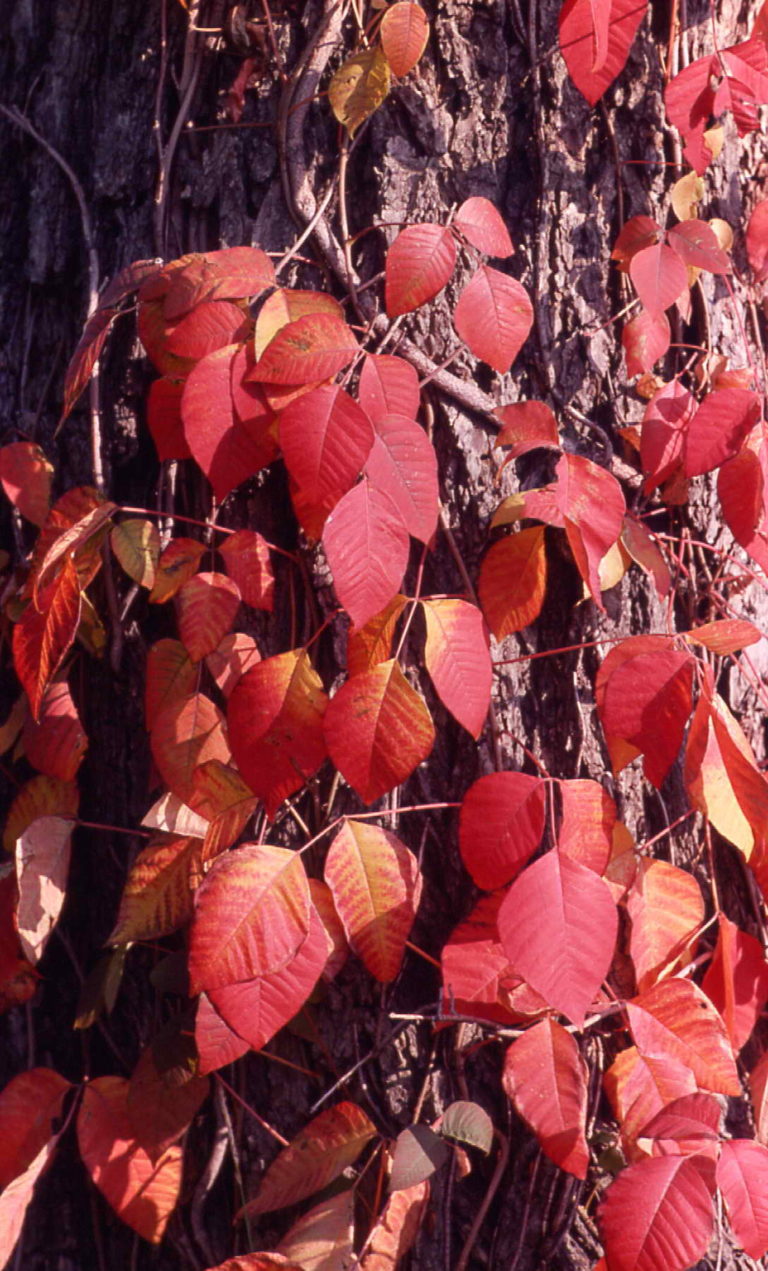 POISON IVIES: Eastern poison ivy and Western poison ivy ...