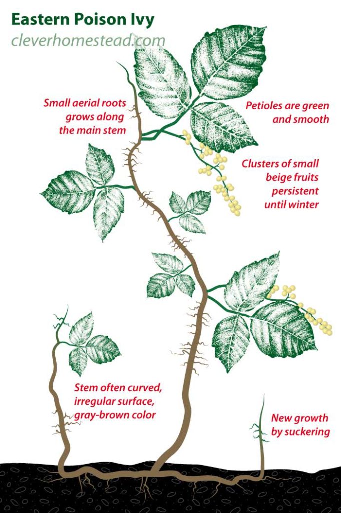 POISON IVIES: Eastern poison ivy and Western poison ivy ...